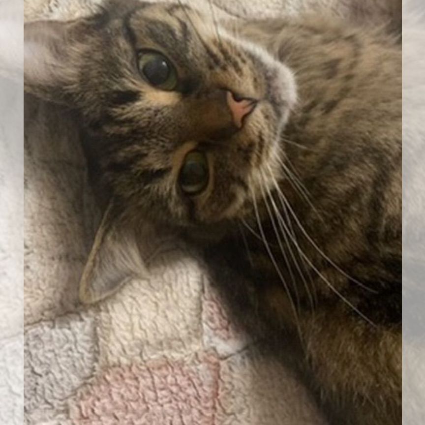 Кошка (без породы)