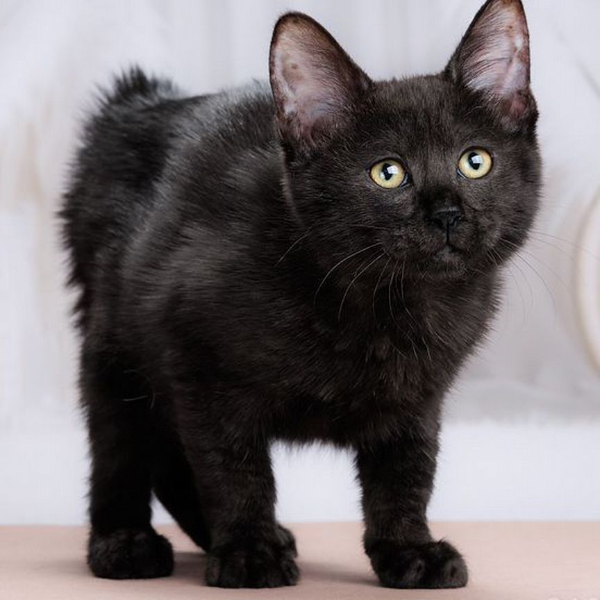 Курильский бобтейл короткошёрстный котёнок