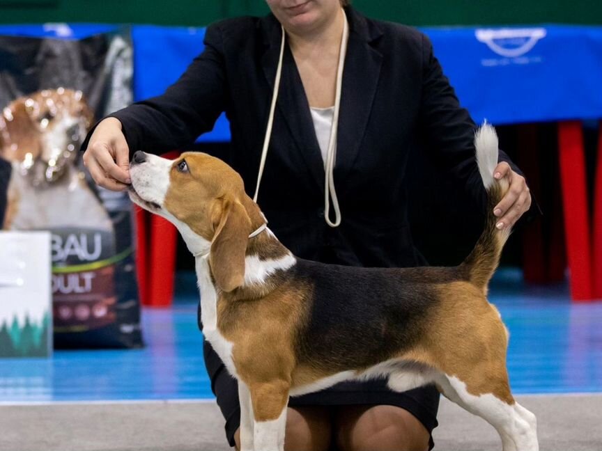 Бигль вязка