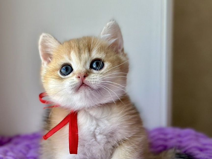Шикарный яркий котик золотая шиншилла шоу тип