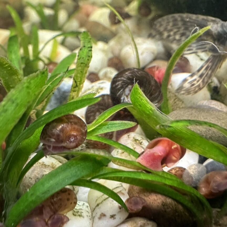 Улитки и растения для аквариума