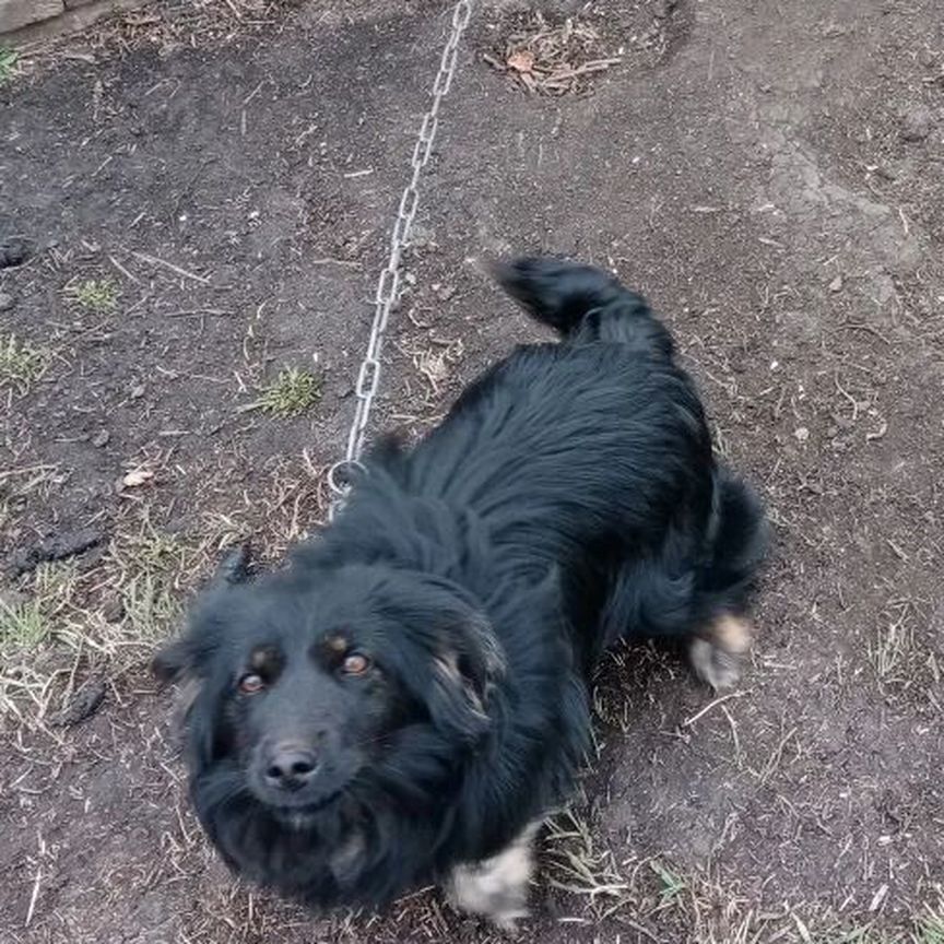 Щенок в добрые руки