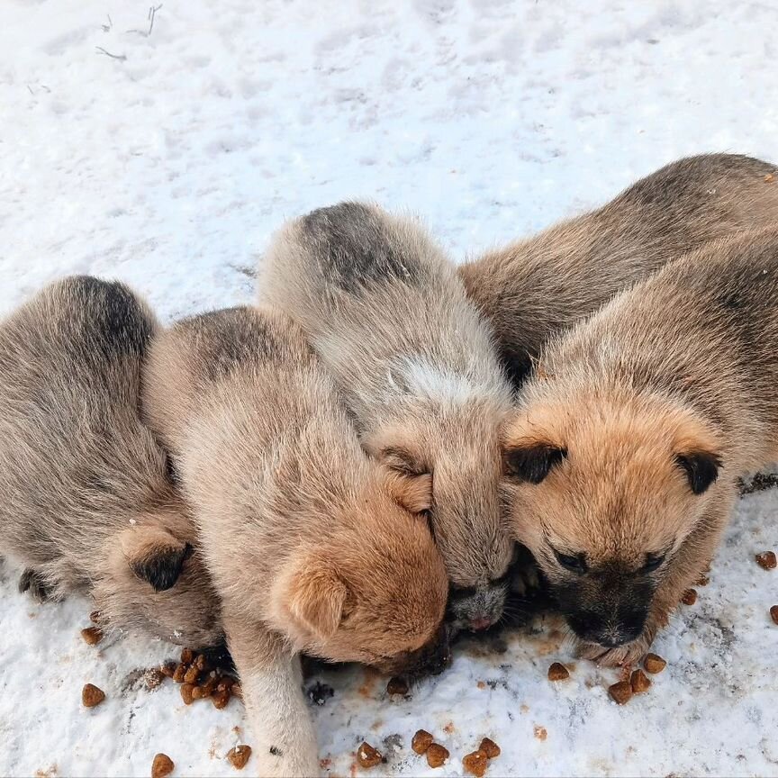 Щенки