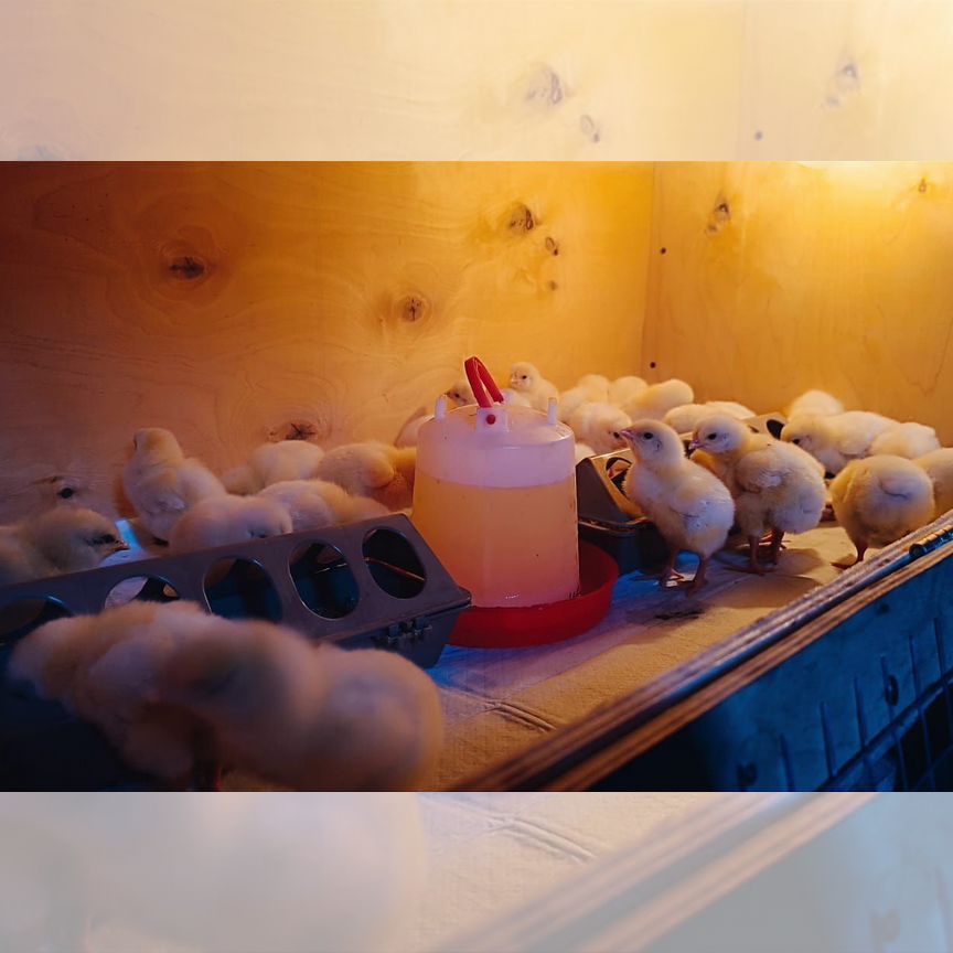 Цыплята броллерные коб 500