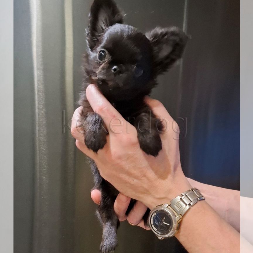 Чихуахуа, щенок