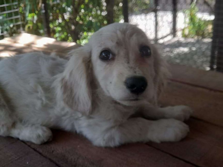 Маленькая дворняга