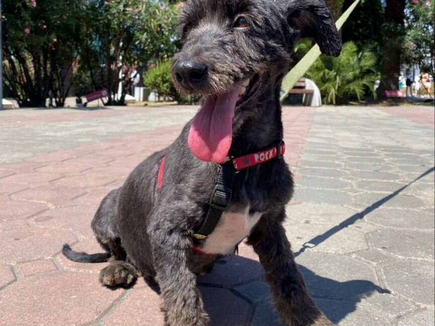 Маленькая квартирная собачка в добрые руки