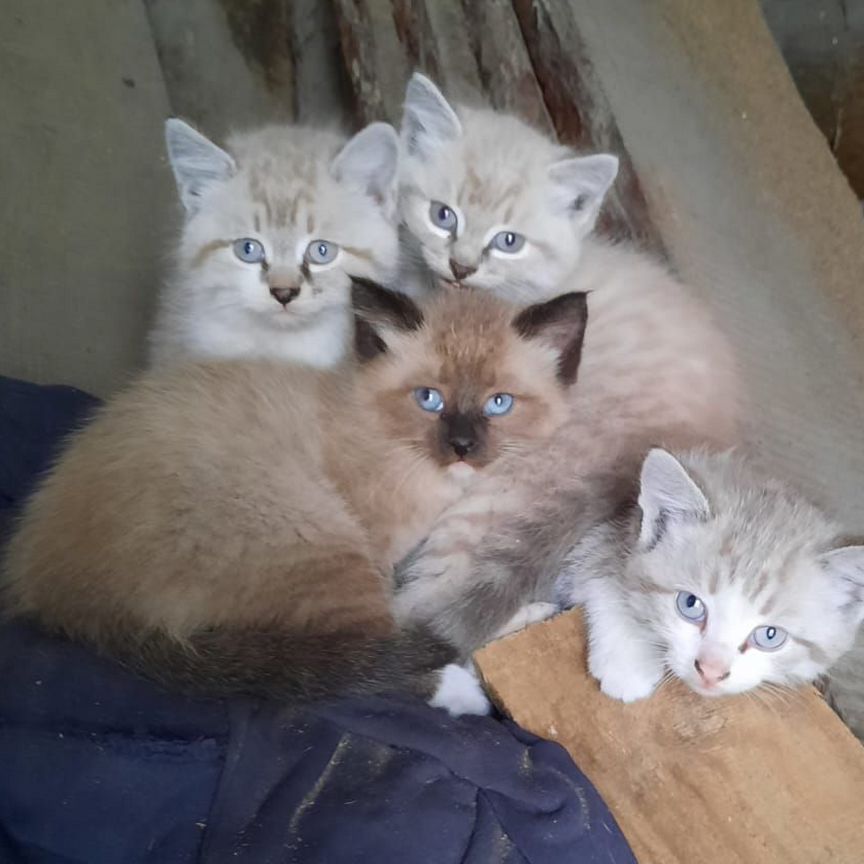 Котята в добрые руки