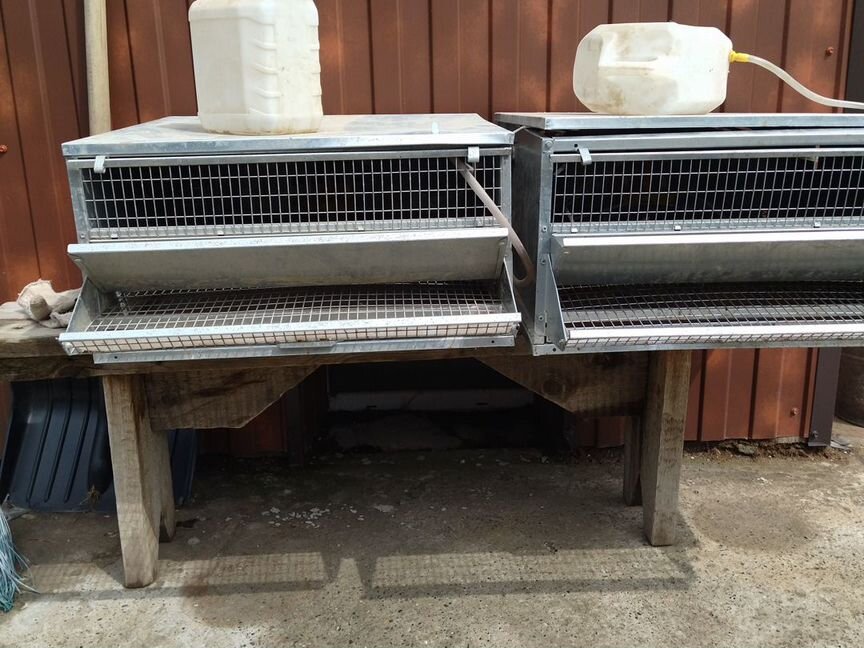 Брудеры для цыплят, клетки для перепелов, кормушки