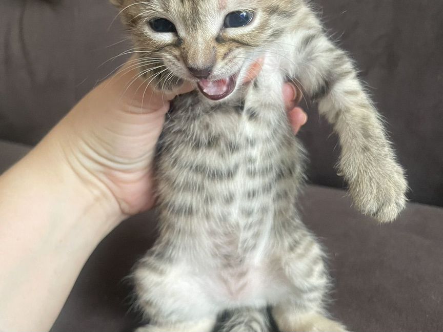 Котенок девочка