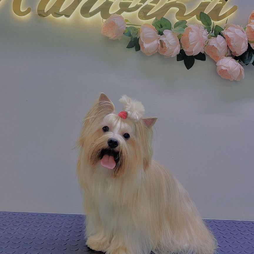 Русская салонная собака, взрослый пёс