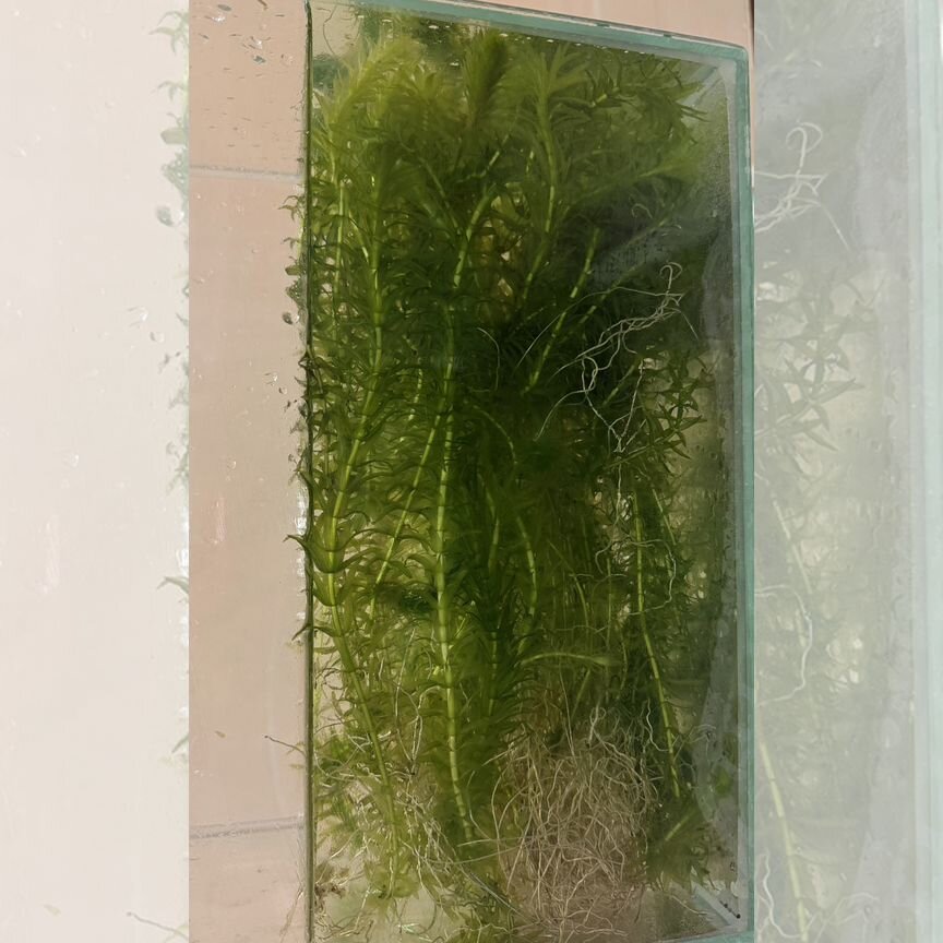 Элодея в аквариум