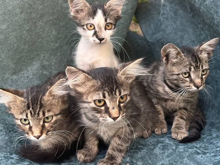 Котята в добрые руки