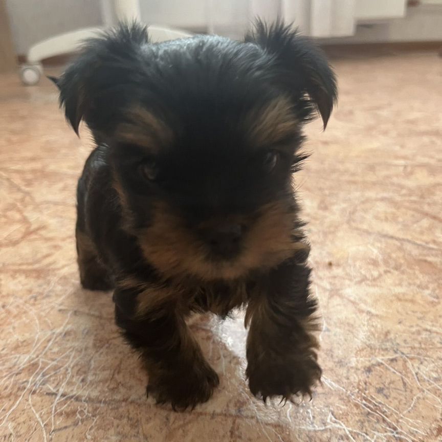 Йоркширский терьер мини щенки