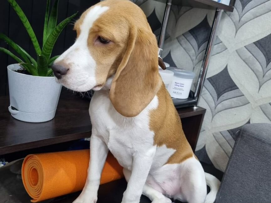 Продам бигля 6 мес