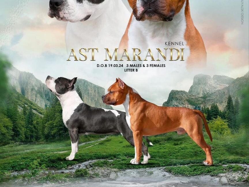 Супер щенки