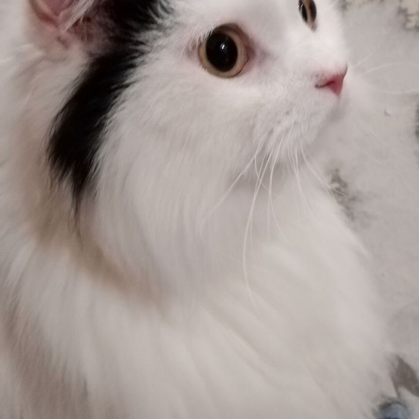 Молоденькая Кошечка