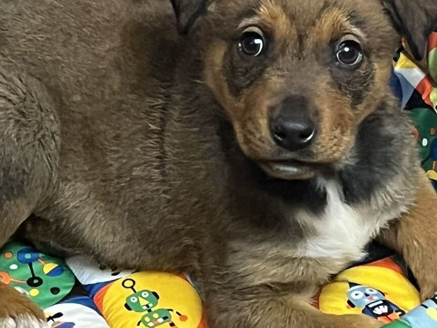 Мальчик в добрые руки