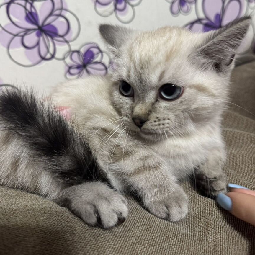 Сиамский котёнок