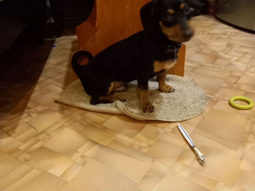 Собака в добрые руки щенок