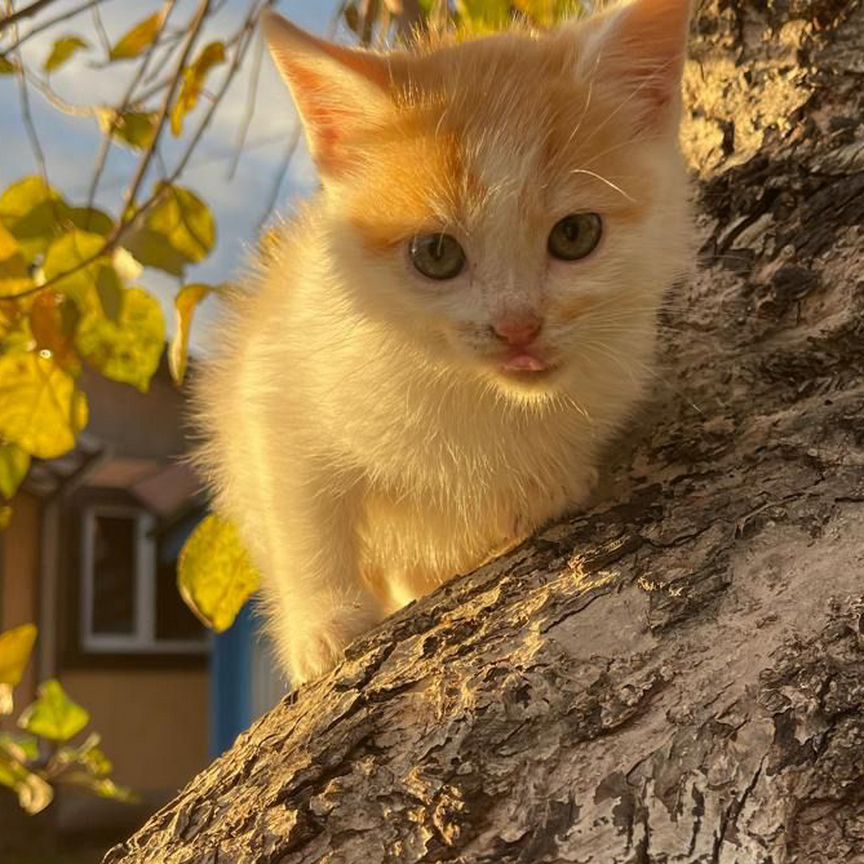 Котята в добрые руки бесплатно