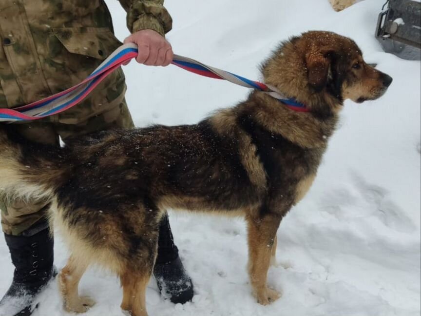 Собака в добрые руки