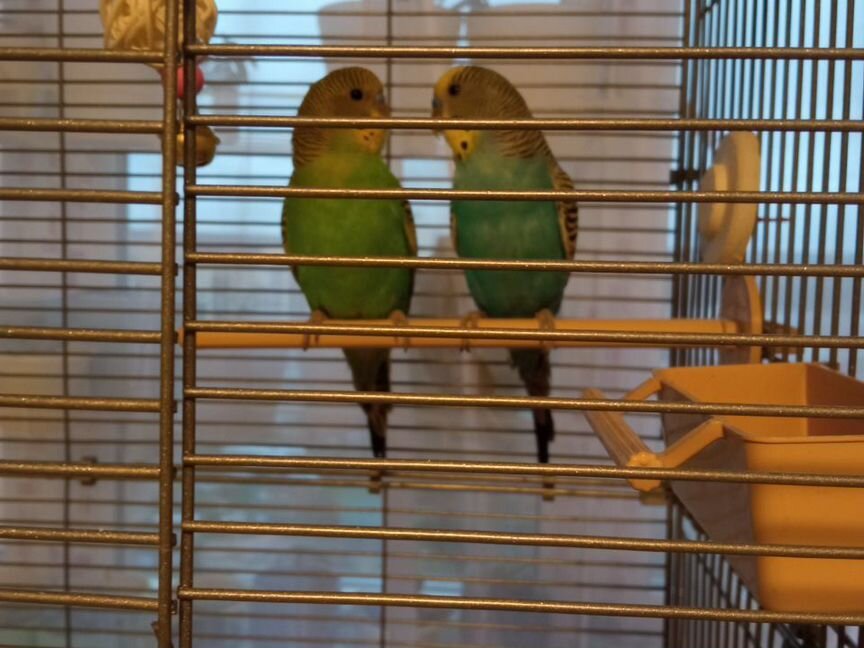 Продам попугаев вместе с клеткой,синему по