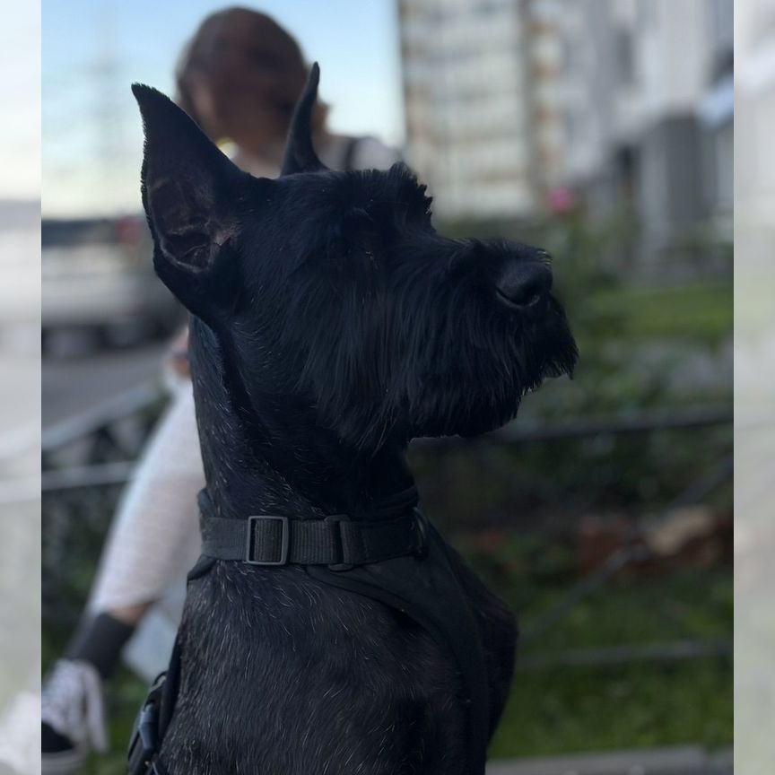 Случка ризершнауцер