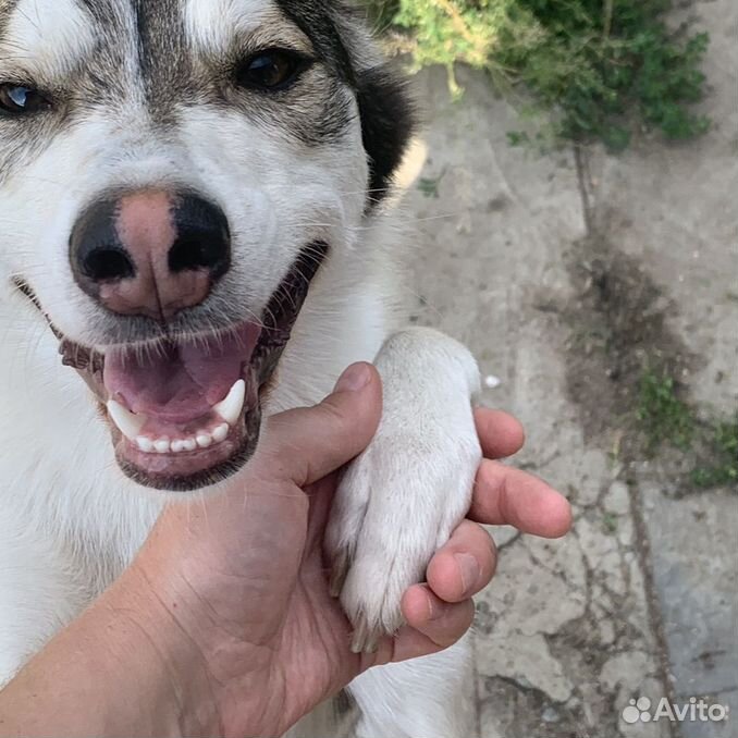 Молодая собака, 1 год и 2 мес