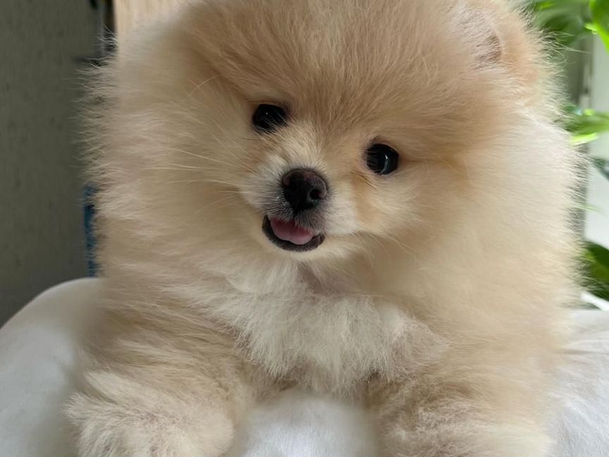 Щенки померанского шпица