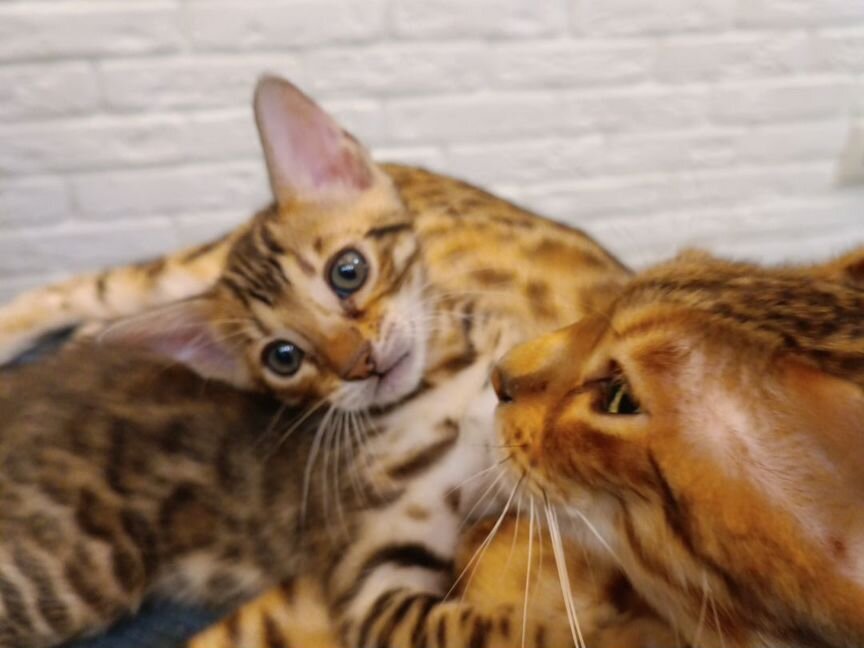 Бенгальская