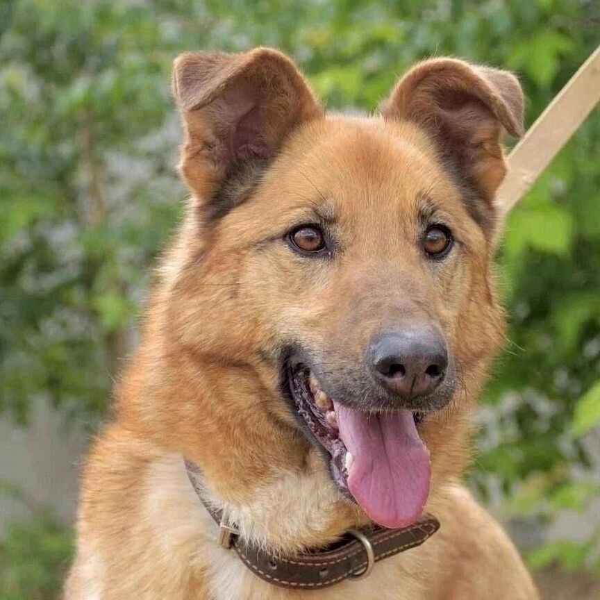 Преданная Лолита