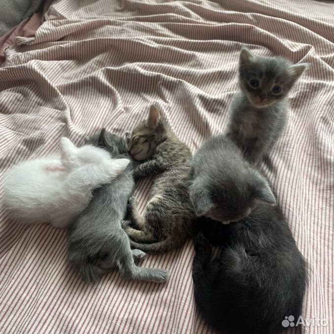 Котята метисы сфинкса