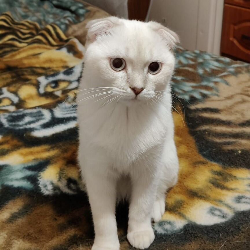 Шотландский вислоухий котенок
