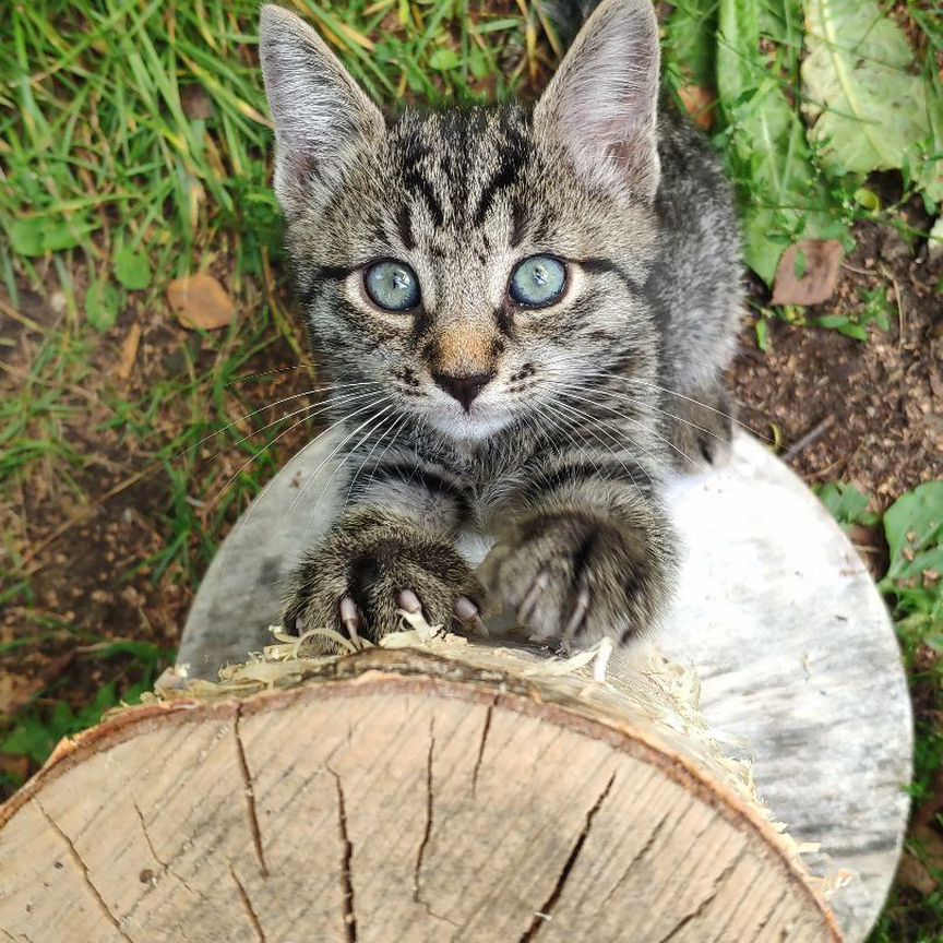 Котенок Ёжик)