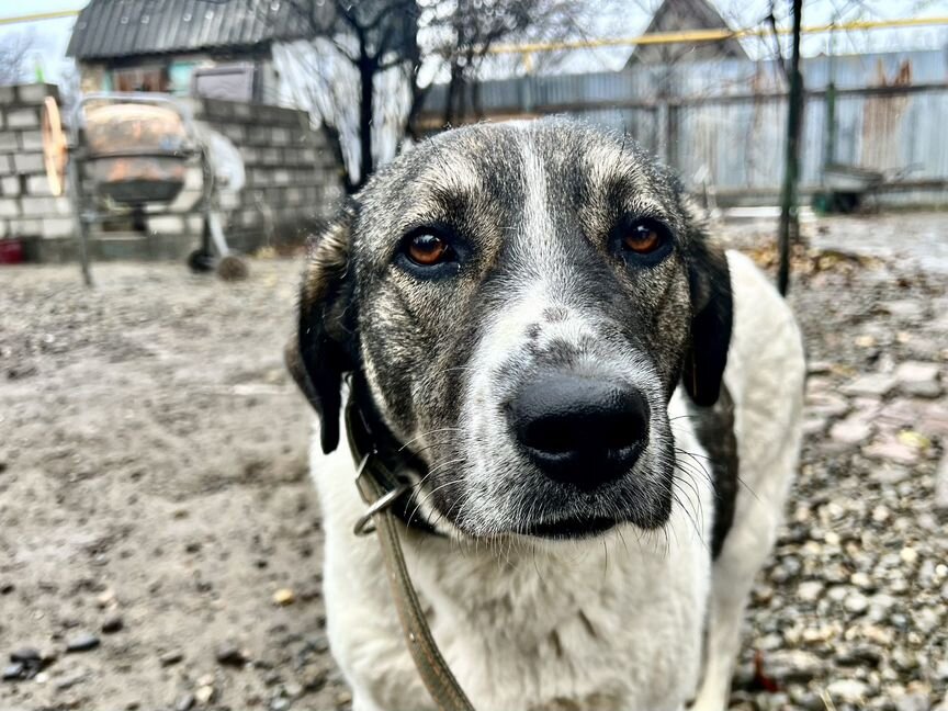 Собака Герда в добрые руки
