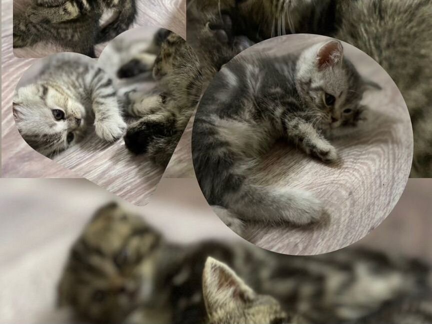 Шотландские котята