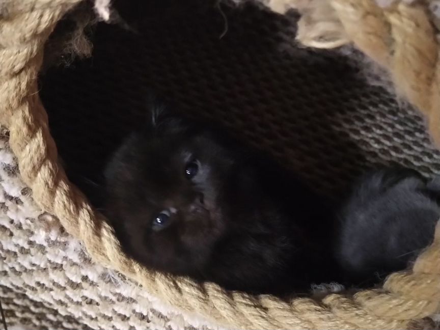 Британские котята