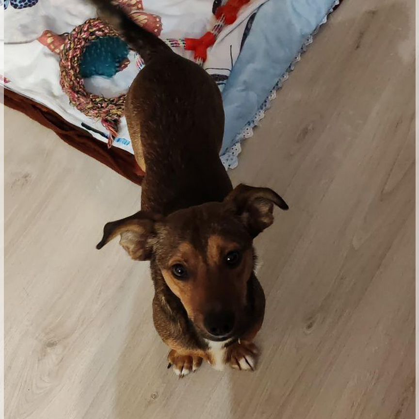 Взрослый пёс в добрые руки