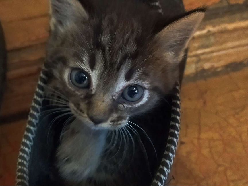 Котята в добрые руки бесплатно девочки очаровашки