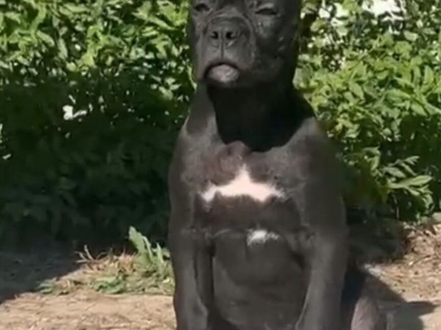 Очень красивая перспектиная девочка Кане Корсо