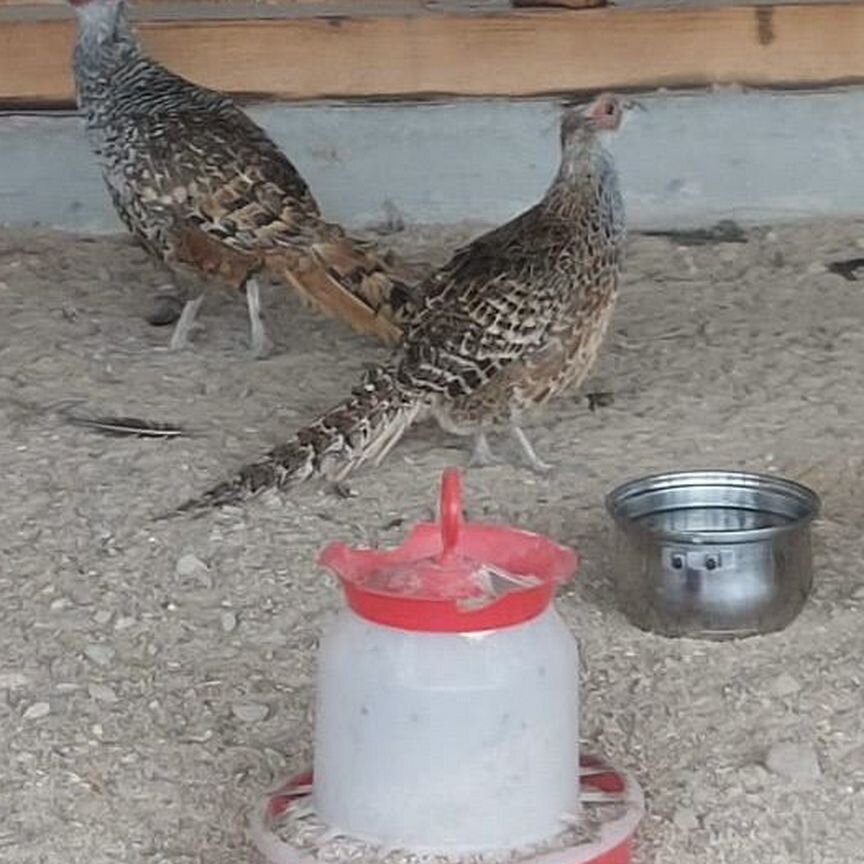 Фазан Чира Валиха