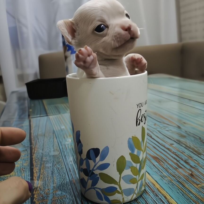 Чихуахуа, щенок