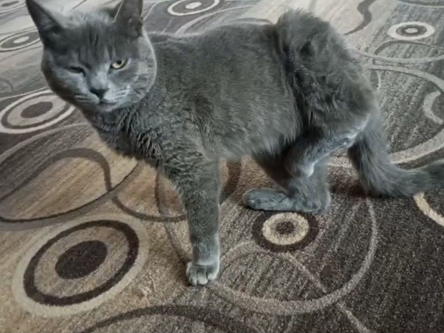 Котик с приюта