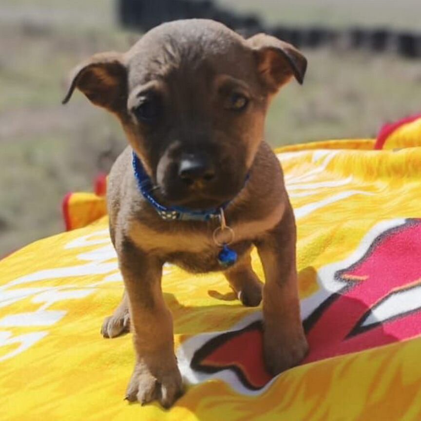 Щенок мальчик