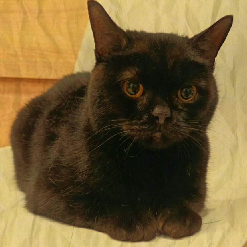 Взрослый кот в добрые руки