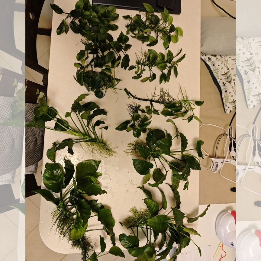 Анубиас прополка