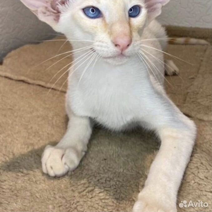 Ориентальные котята современный и экстрим