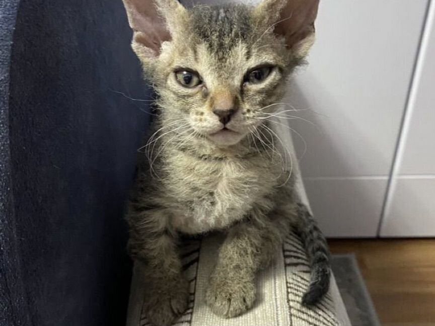 Котчта в добрые руки
