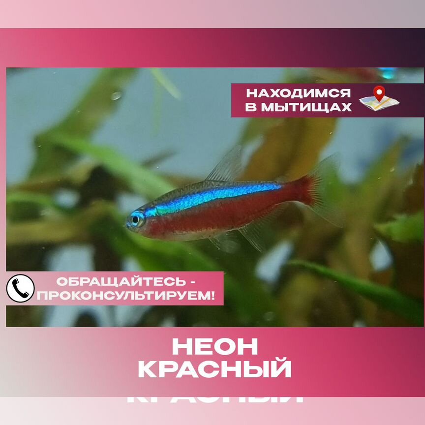 Неон красный
